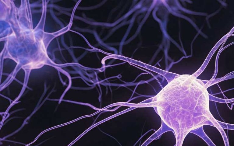 Identifican genes relacionados con la pérdida de células cerebrales en ...